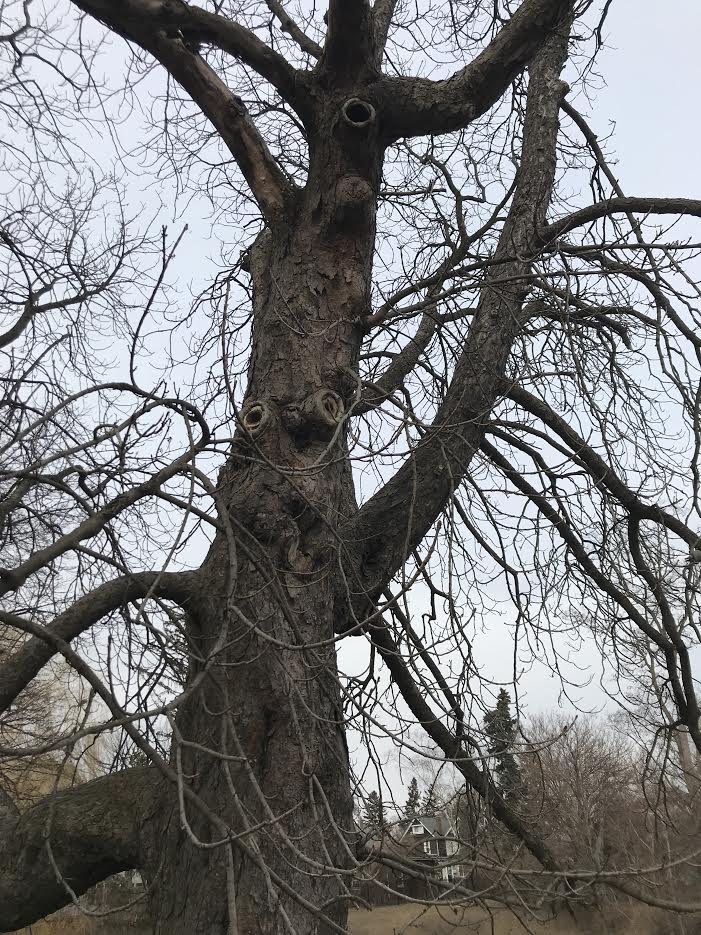 x Steven McCabe ‘Conversation With a Tree’ | poemimage